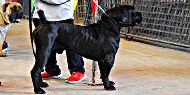 BARBARIAN CHAMPIONS | Barbarian Boerboels